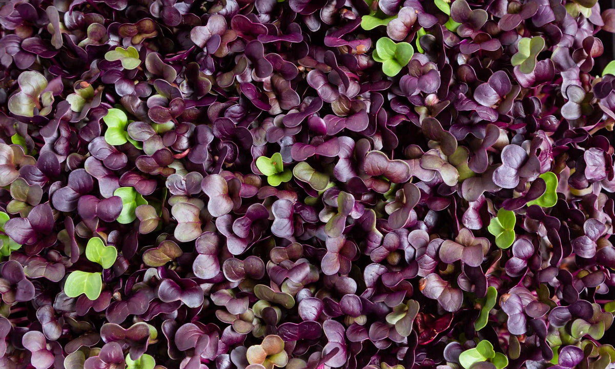 Radish Microgreens – GiantGorillaGreens