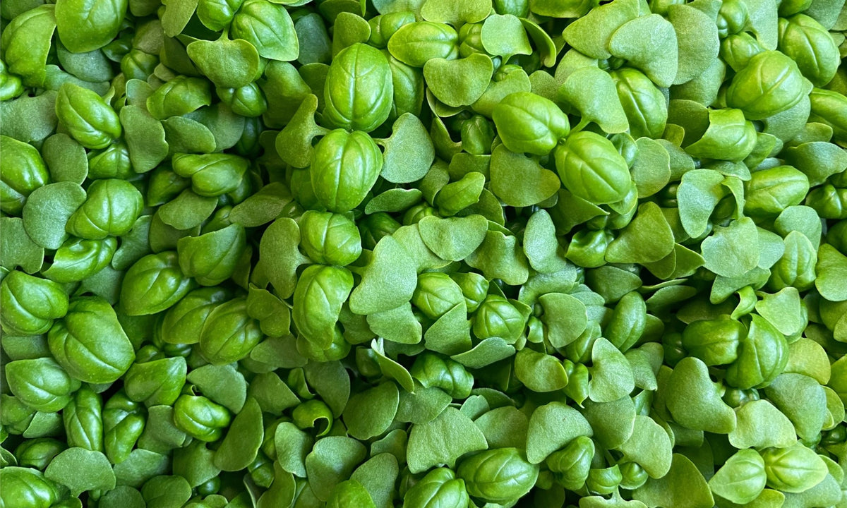 Micro Basil - GiantGorillaGreens